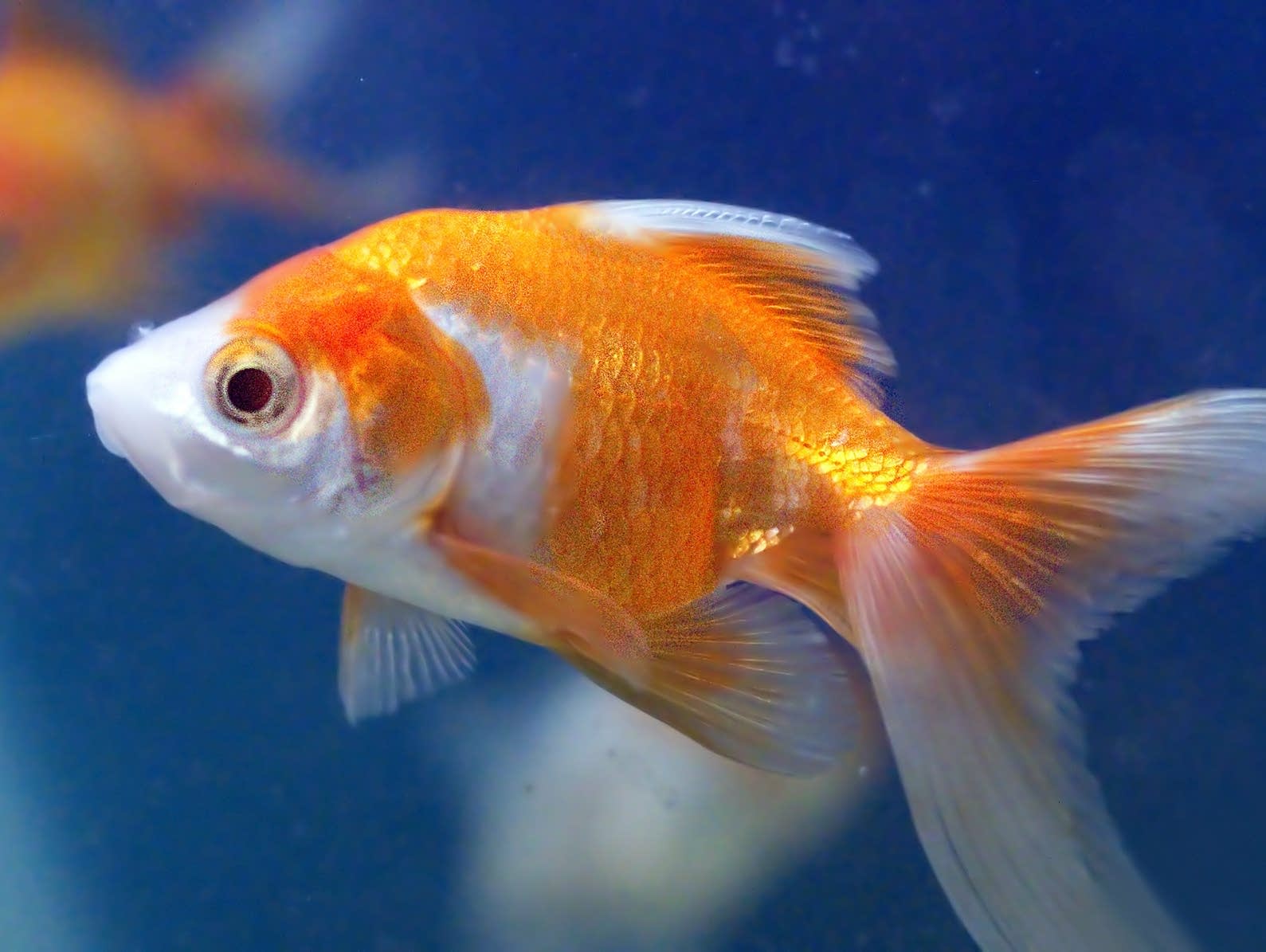 Cars and fish songs...in the name of science