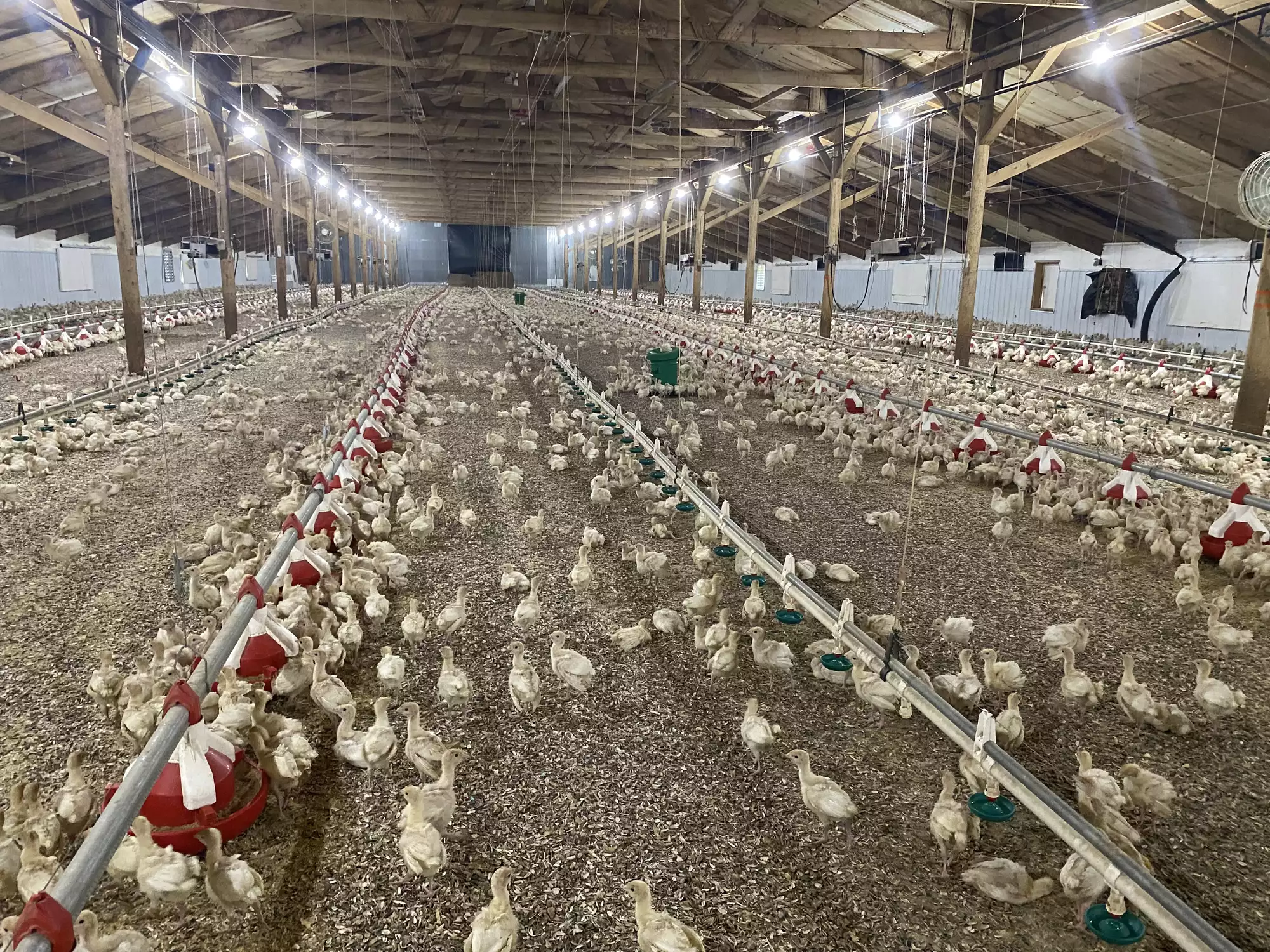 Intensive Farming Turkey Investigation: Turkey Farming
