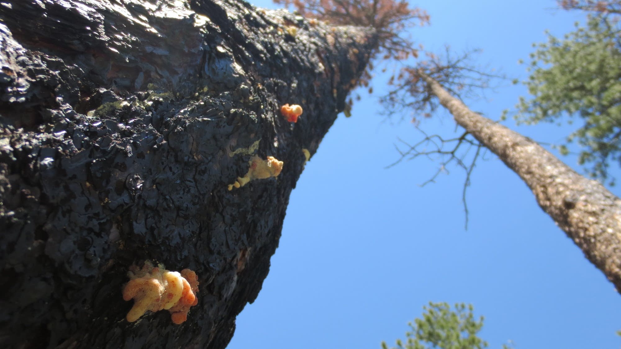 This tiny beetle could threaten Minnesota's forests | MPR News