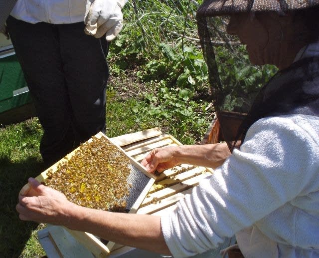 Inside the hive: The life of a bee | The Splendid Table