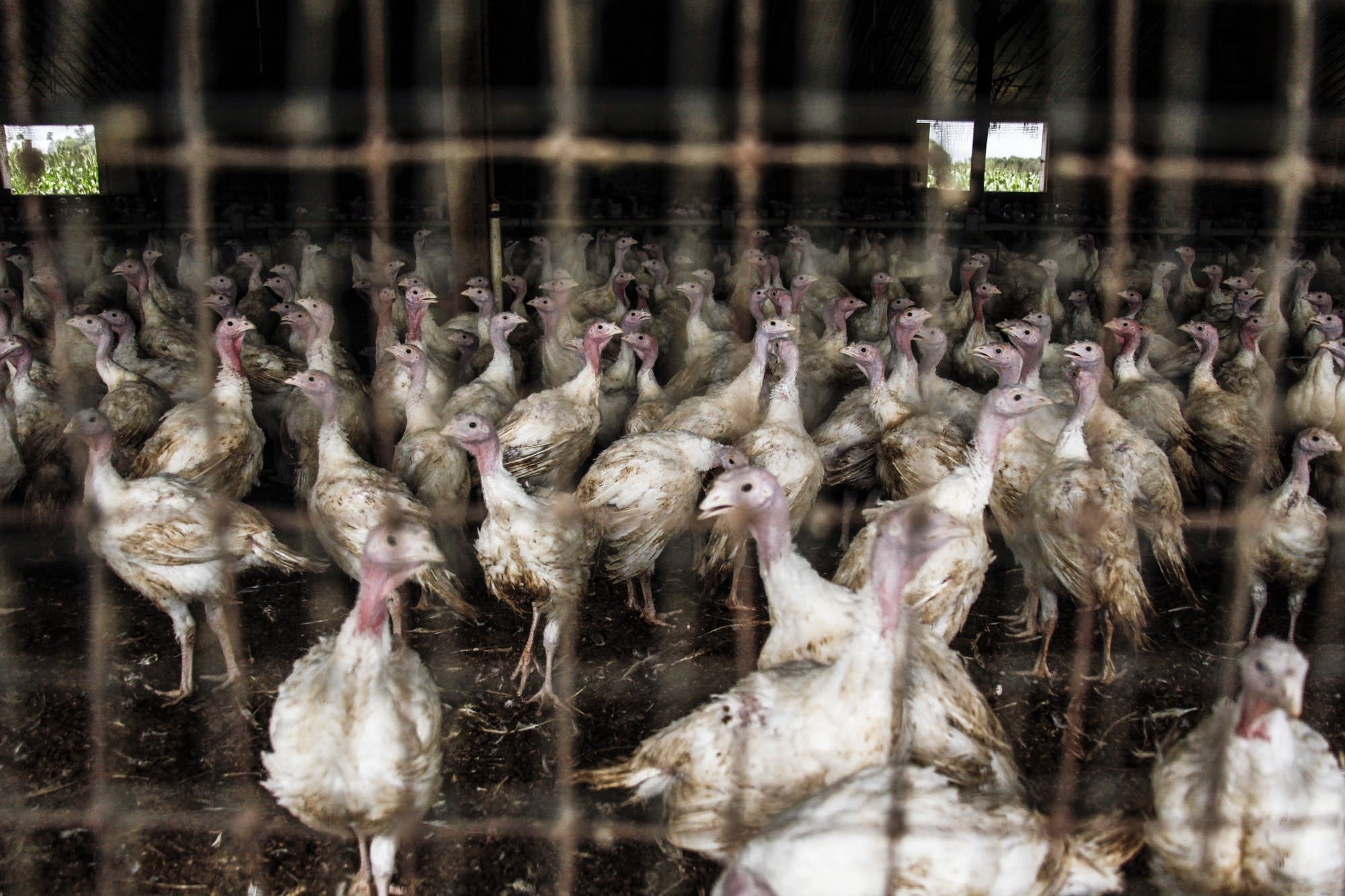 MN farmers warned to prepare for deadly avian influenza | MPR News
