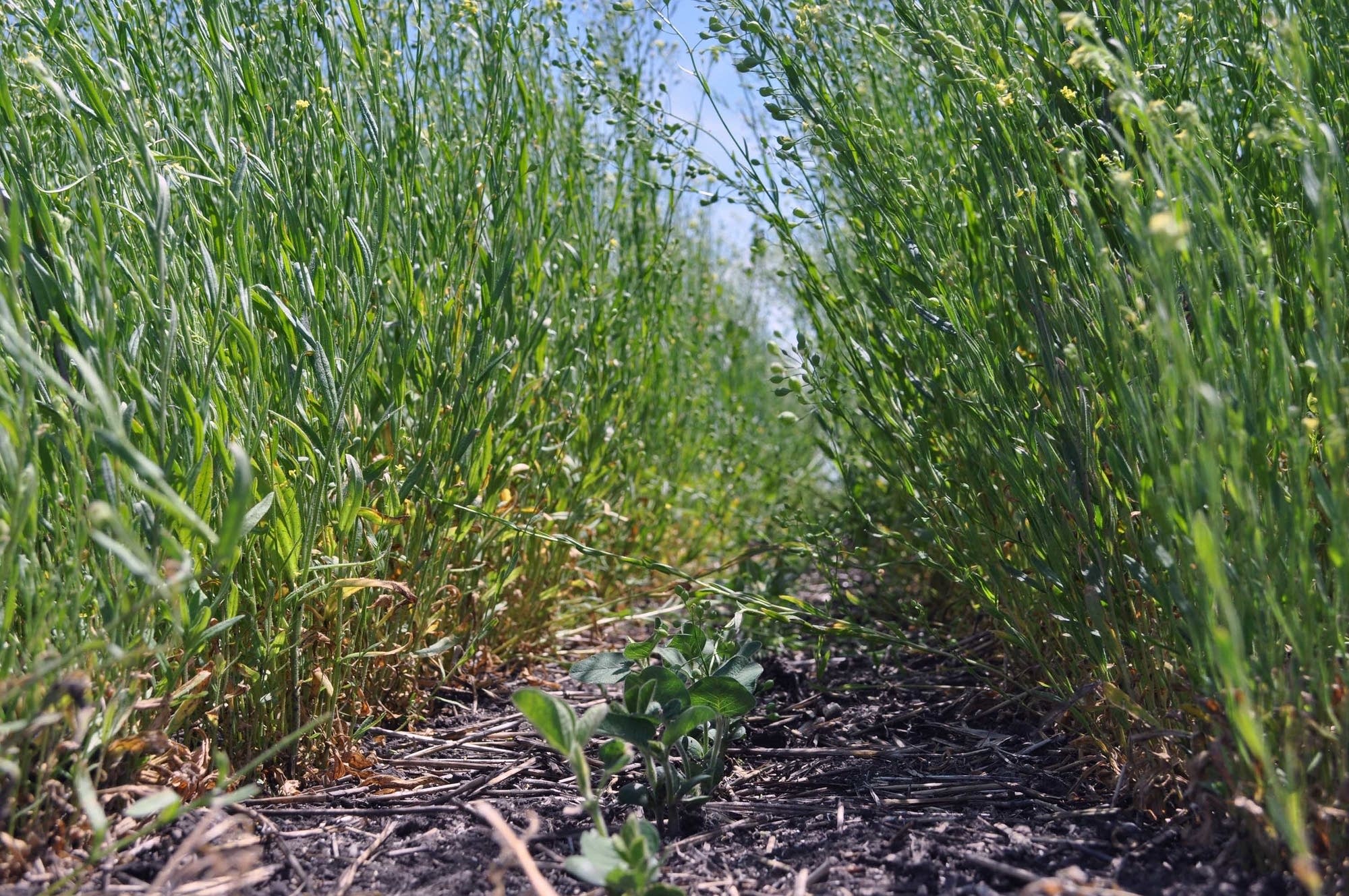 Farmers, scientists seek common ground on going green | MPR News