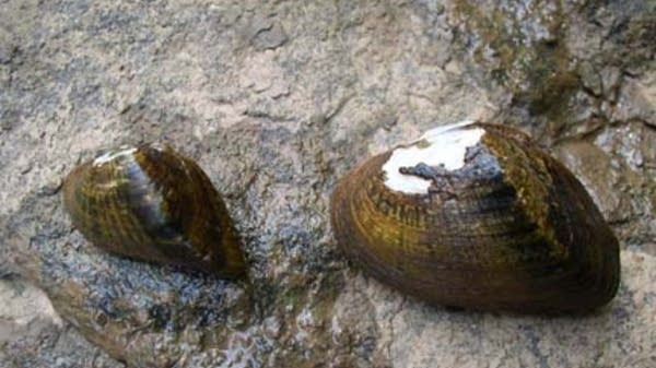 Feds declare snuffbox mussel to be endangered | MPR News