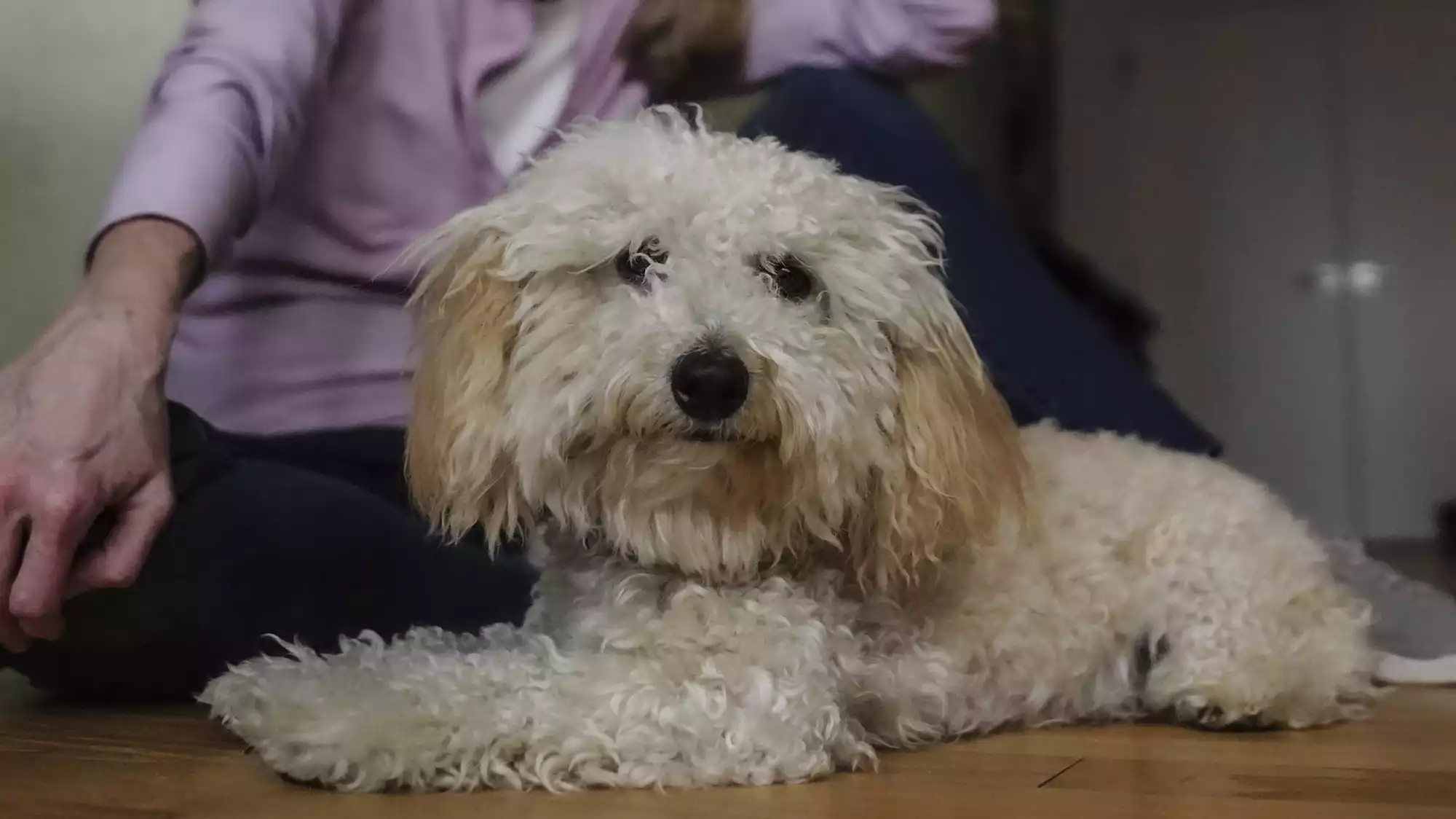 Scooby doobie don't: Discarded joints pose hazards for dogs | MPR News