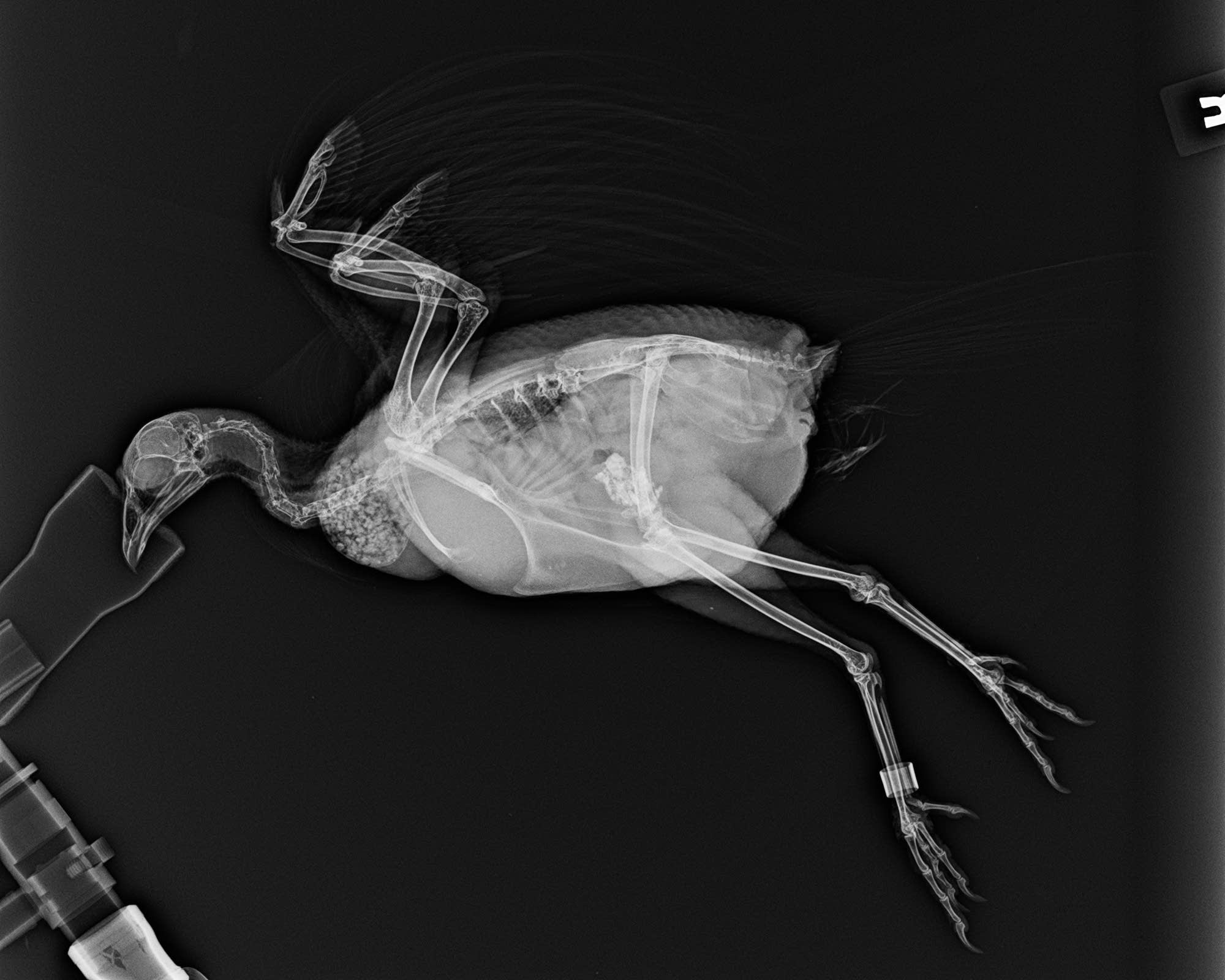 Odd, eerie and cool: Minnesota Zoo shares animal X-rays | MPR News