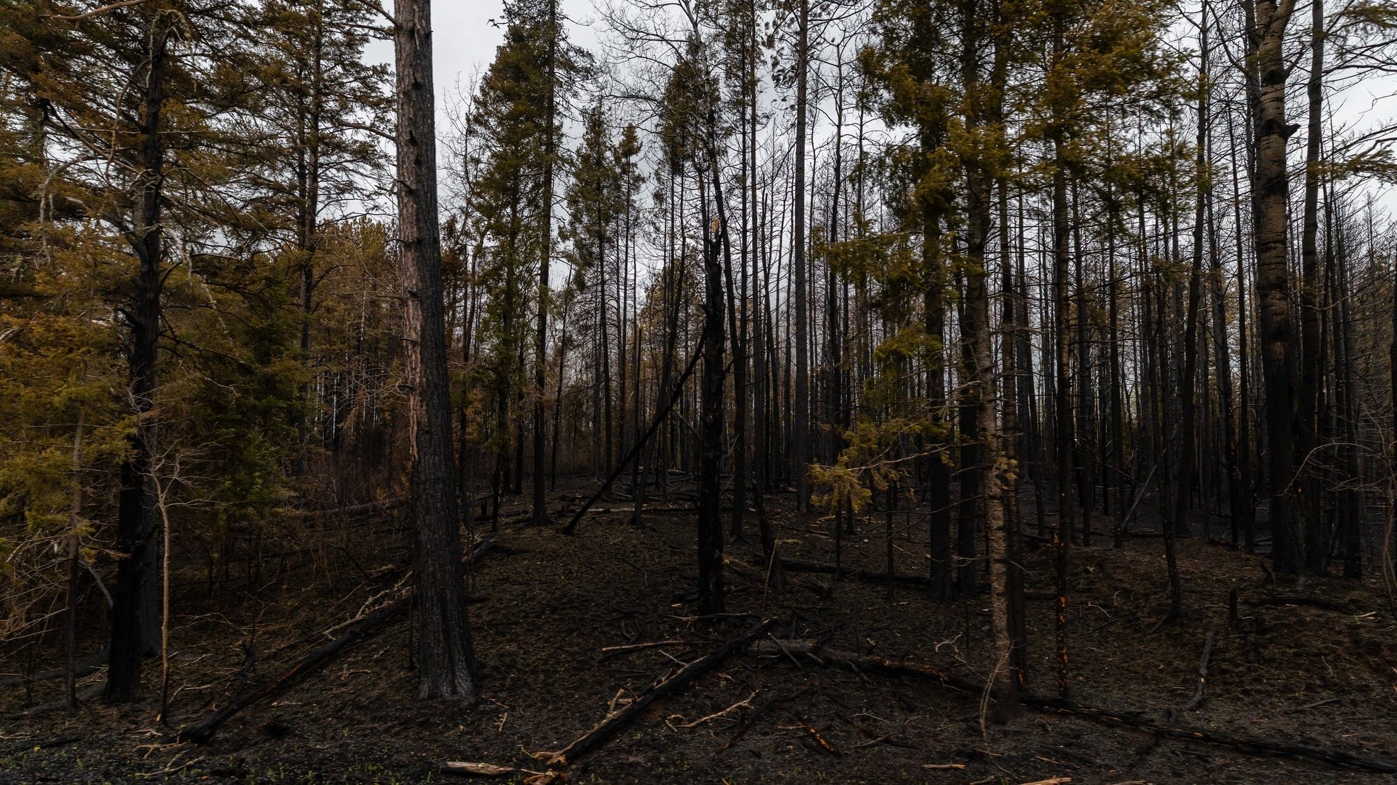 Minnesota documentary filmmaker loses cabin in fire near Brimson | MPR News