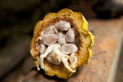 The secret to cacao farming in Mexico: Tell the trees you love them ...
