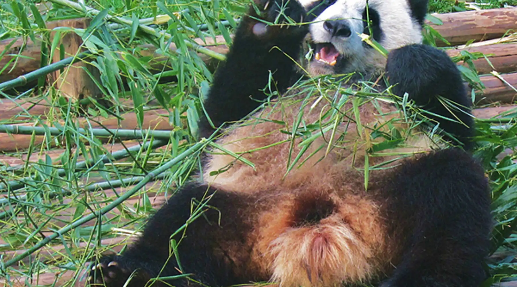 Dispatch from China: Pandas and the Rural Economy