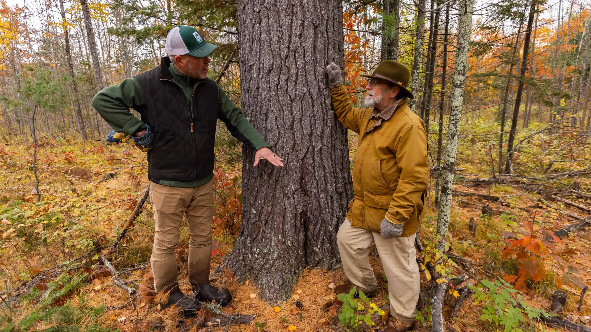 Minnesota logging company takes an ecological approach - Marketplace
