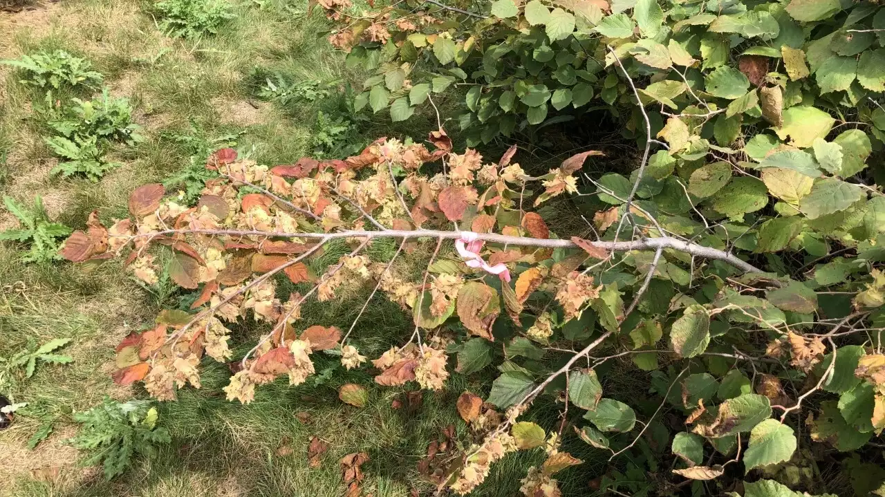 This Minnesota hazelnut can pump up your favorite recipe and the ...