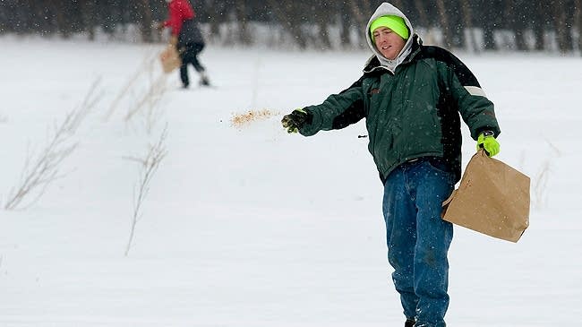 Snow seeding to restore native plants to the prairie | MPR News
