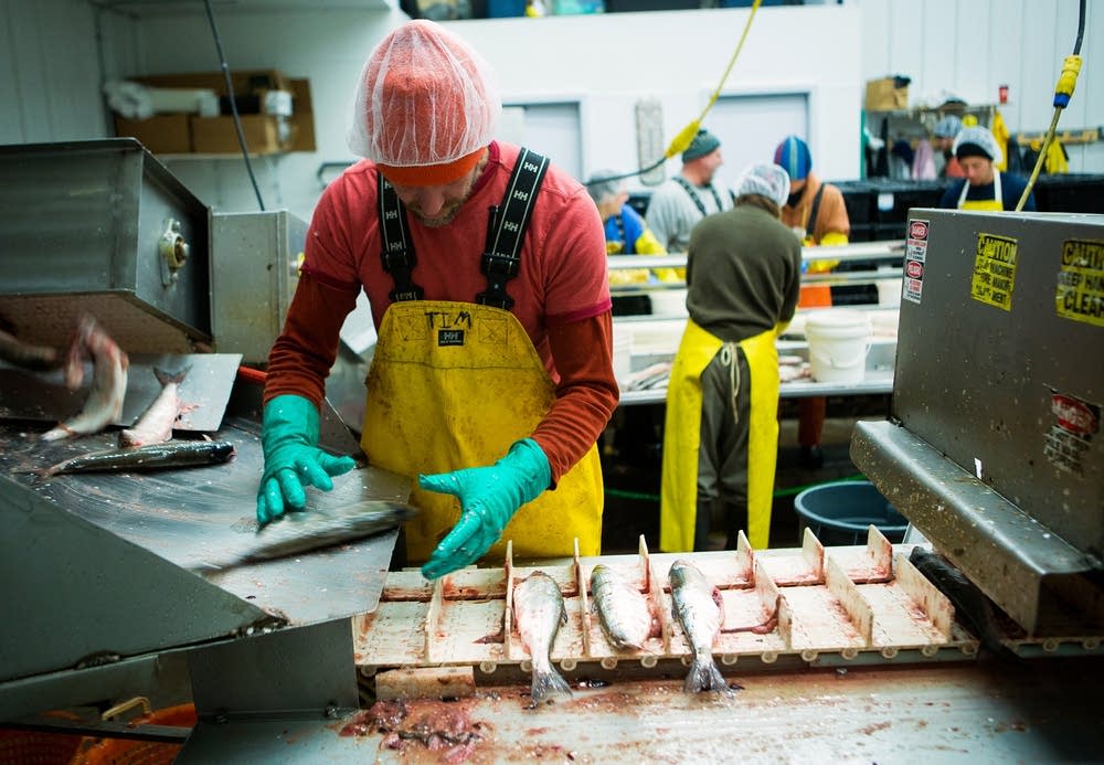 Photos: Herring eggs are 'Lake Superior Gold' for Grand Marais fishery ...