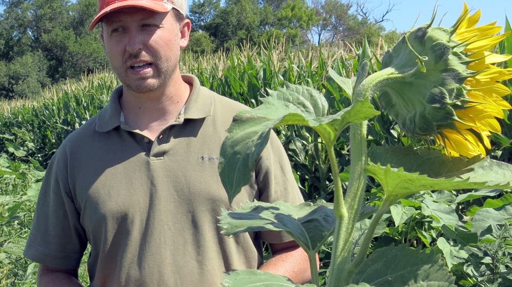 Bee expert: USDA punished me for research on pesticides | MPR News