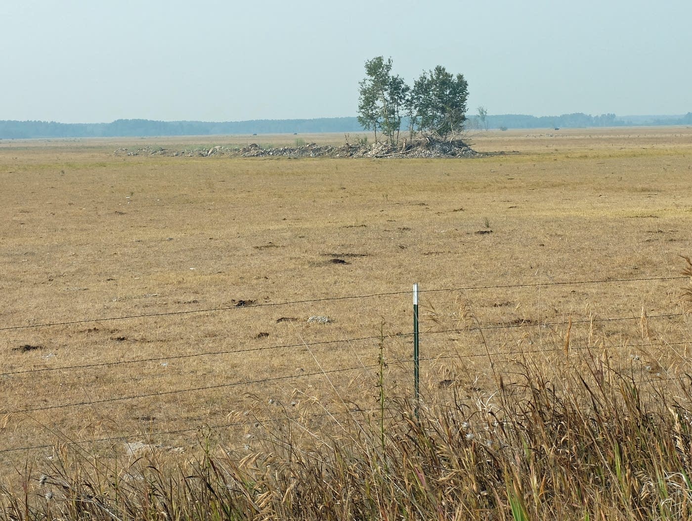 Cows go to market as pastures dry up | MPR News