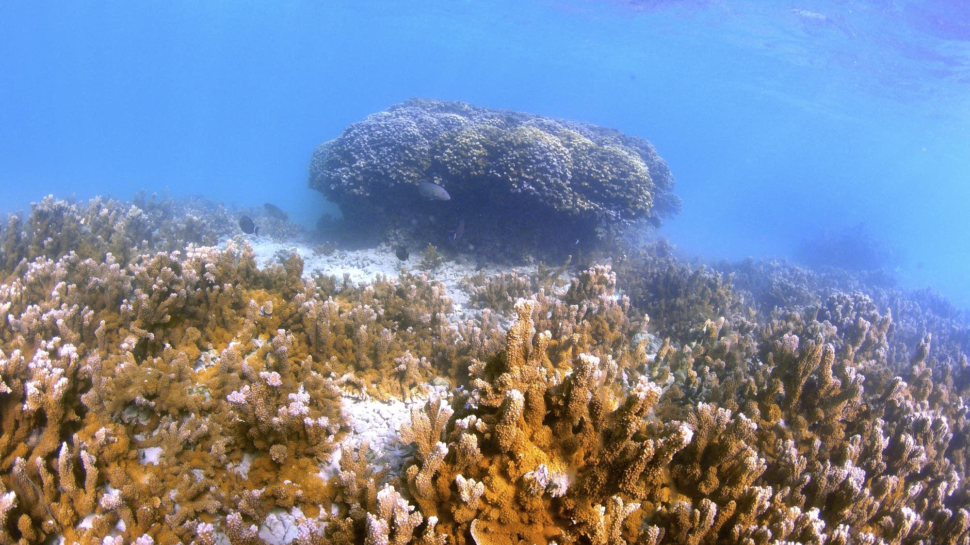 Darwin in a lab: Coral evolution tweaked for global warming | MPR News