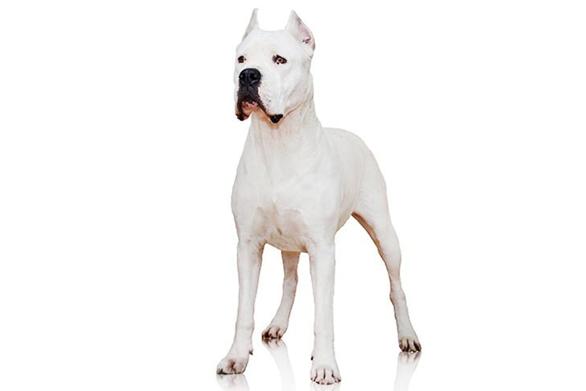 Hello, dogo: 2 new breeds get the American Kennel Club's nod | MPR News