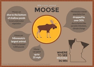 A field guide to Minnesota's iconic animals | MPR News