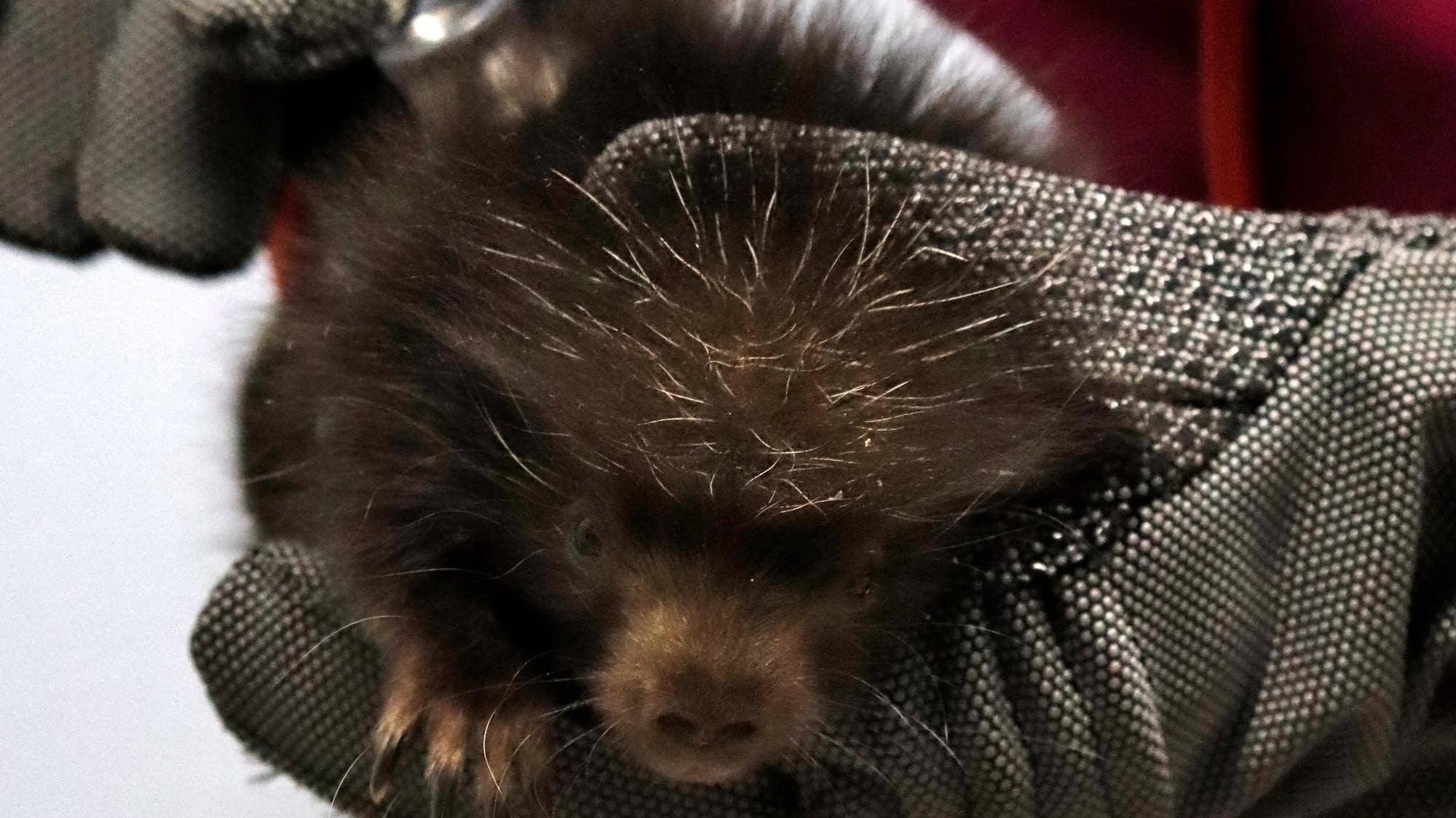 Lost mother-and-baby porcupine duo get a ride home after accidental ...