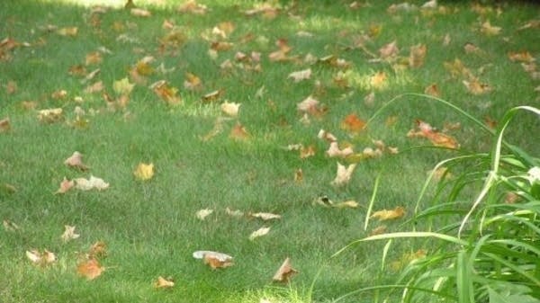 Splash of fall color | MPR News