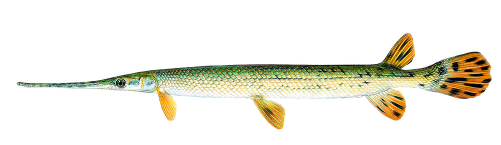 New book explores the lore and beauty of Minnesota fish | Minnesota ...