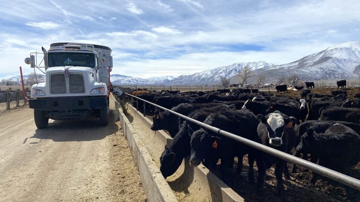 Livestock producers in West pinched by harsh winter weather - Marketplace