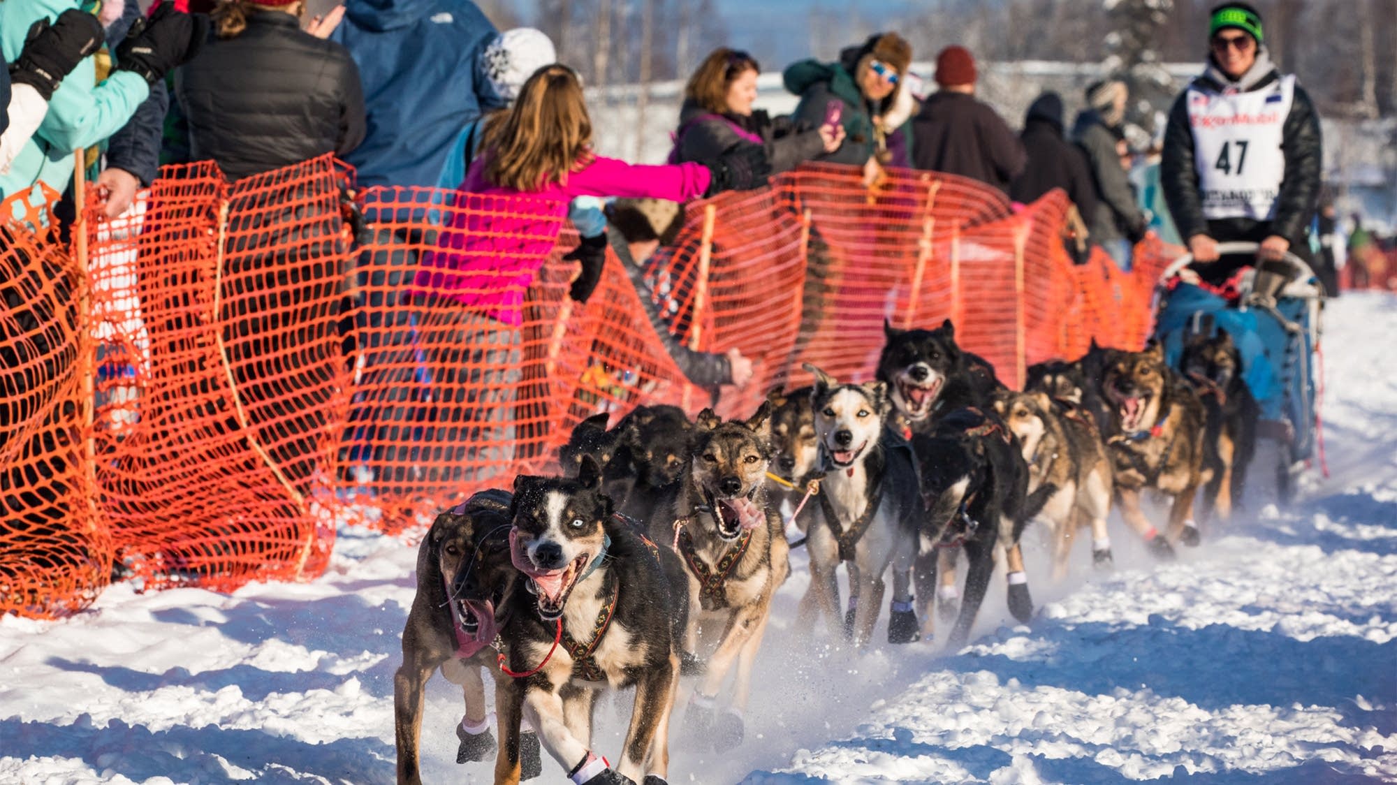 How three mushers afford the Iditarod year after year - Marketplace