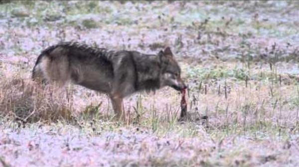 Do dropping numbers of wolves in Minnesota change your view on the hunt ...