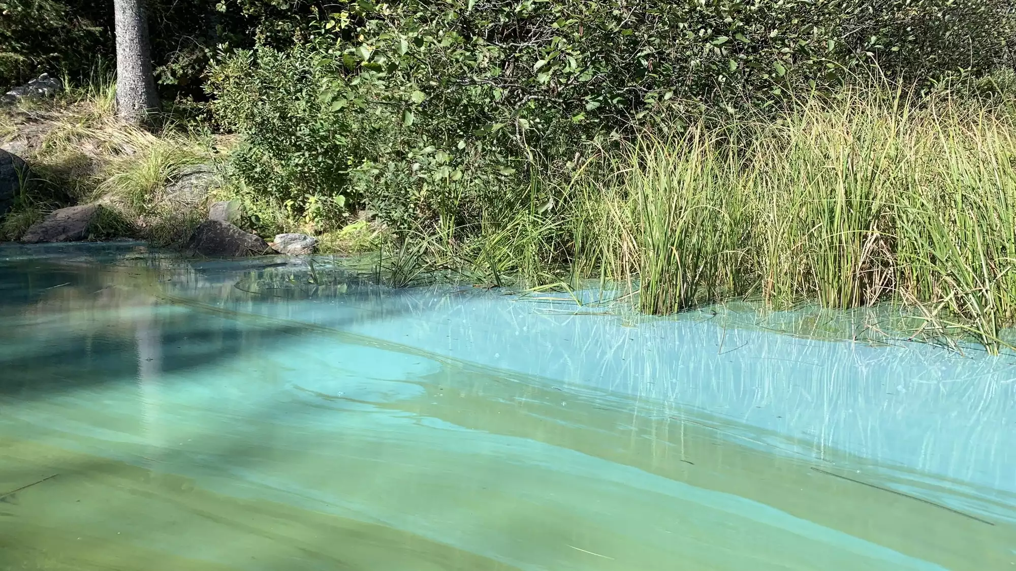 Study: Harmful algae blooms like it hot, but can occur in cold water ...