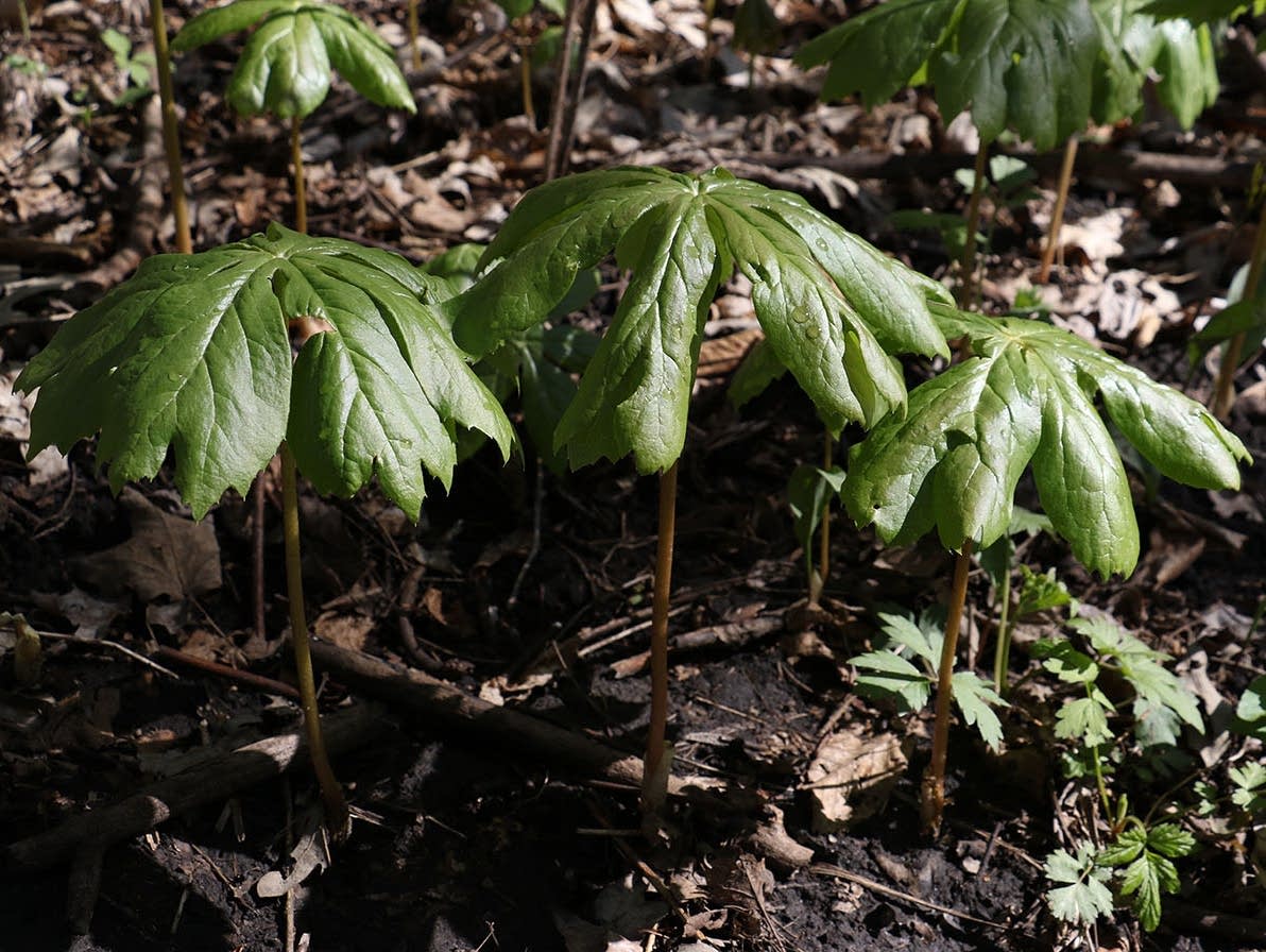 Photos: Spring wildflowers in Minnesota | MPR News