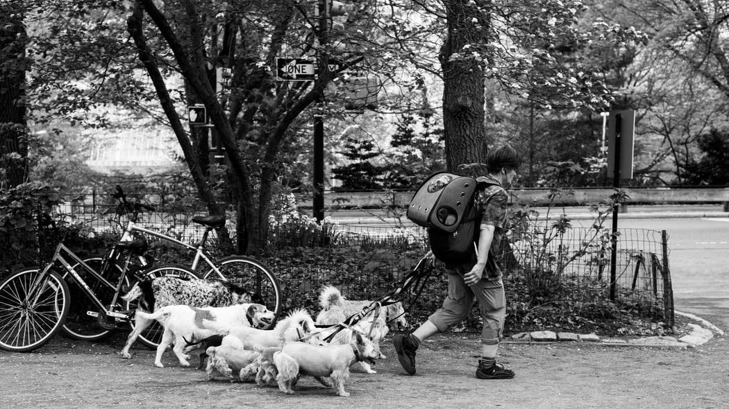 YourClassical Music Lessons: Walking the Dog