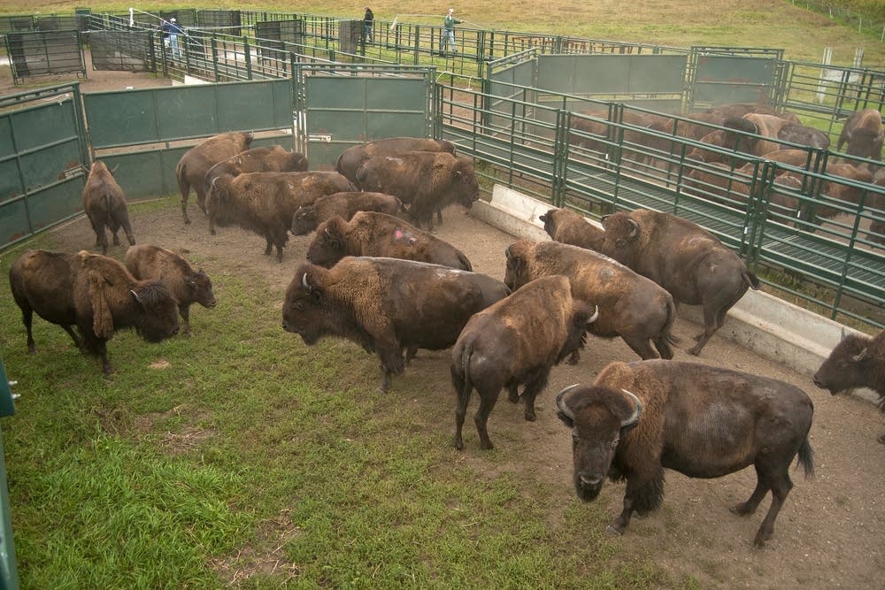 Managing a herd: Bison could help restore Minnesota prairie | Minnesota ...