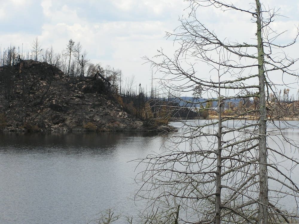 Slideshow: Boundary Waters Blowdown: 10 years later | Minnesota Public ...