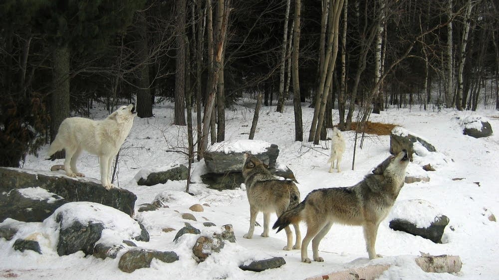 Great Lakes wolves ordered returned to endangered list | MPR News