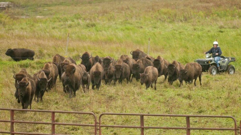 Blue Mounds bison get a checkup | MPR News