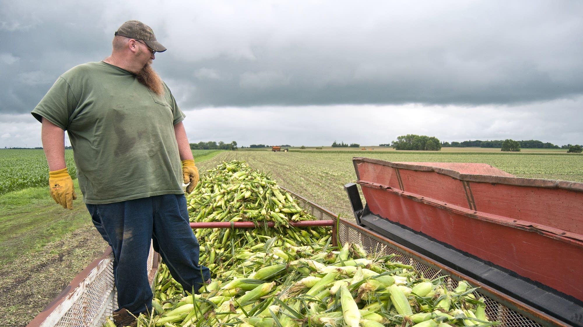 Sweet corn for dinner? Minnesota harvest season arrives | MPR News