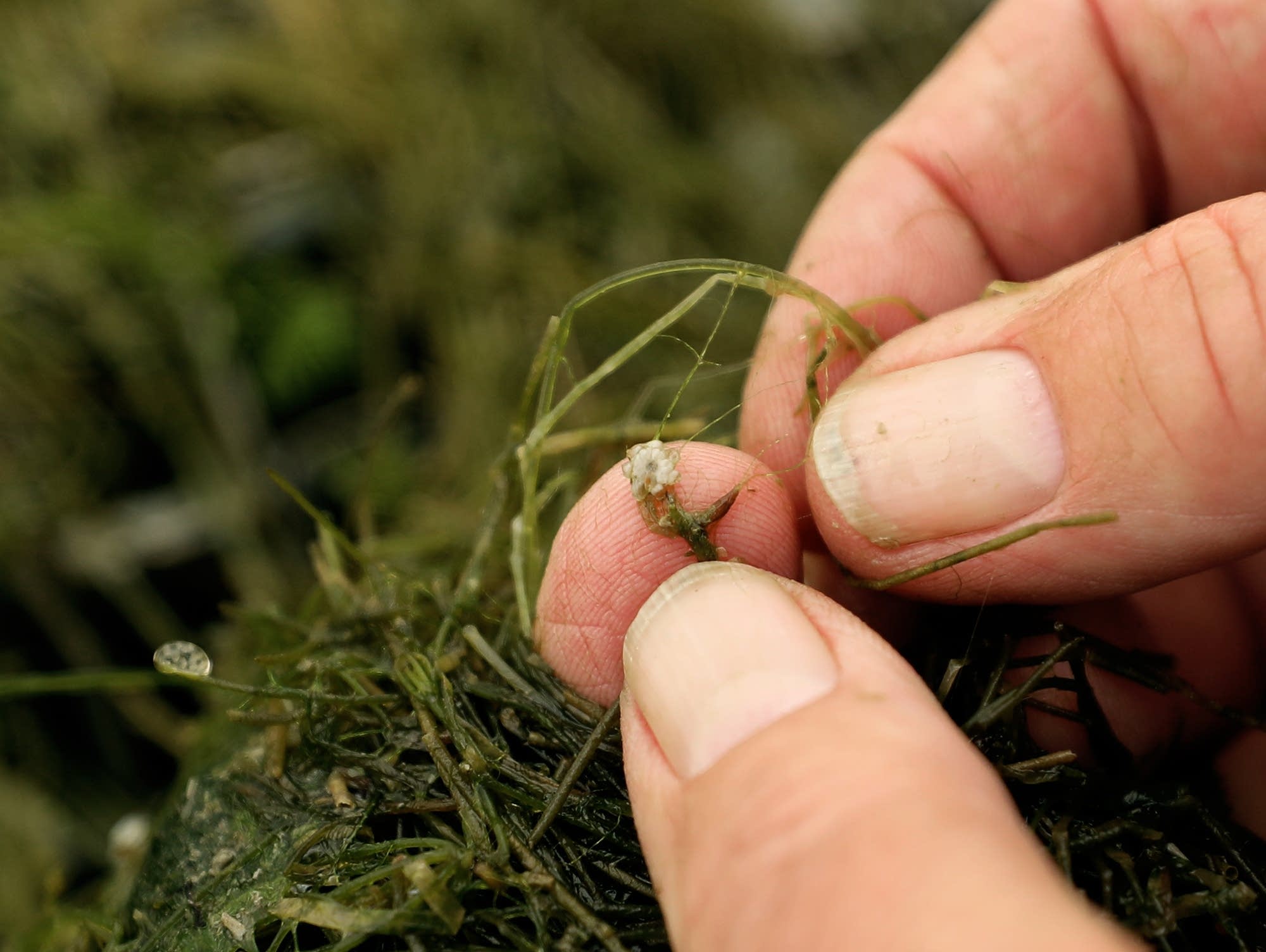 Invasive starry stonewort found in first Hubbard County lake | MPR News