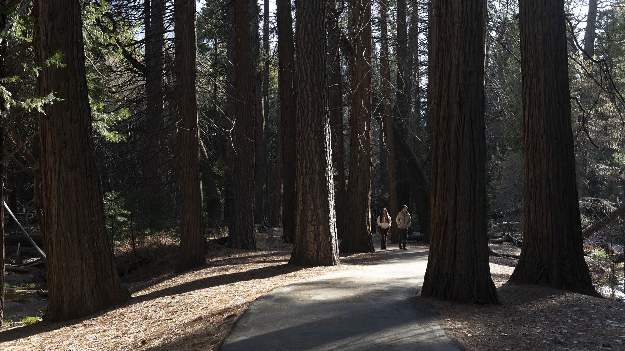 Forest Service plans major overhaul ahead of wildfire season