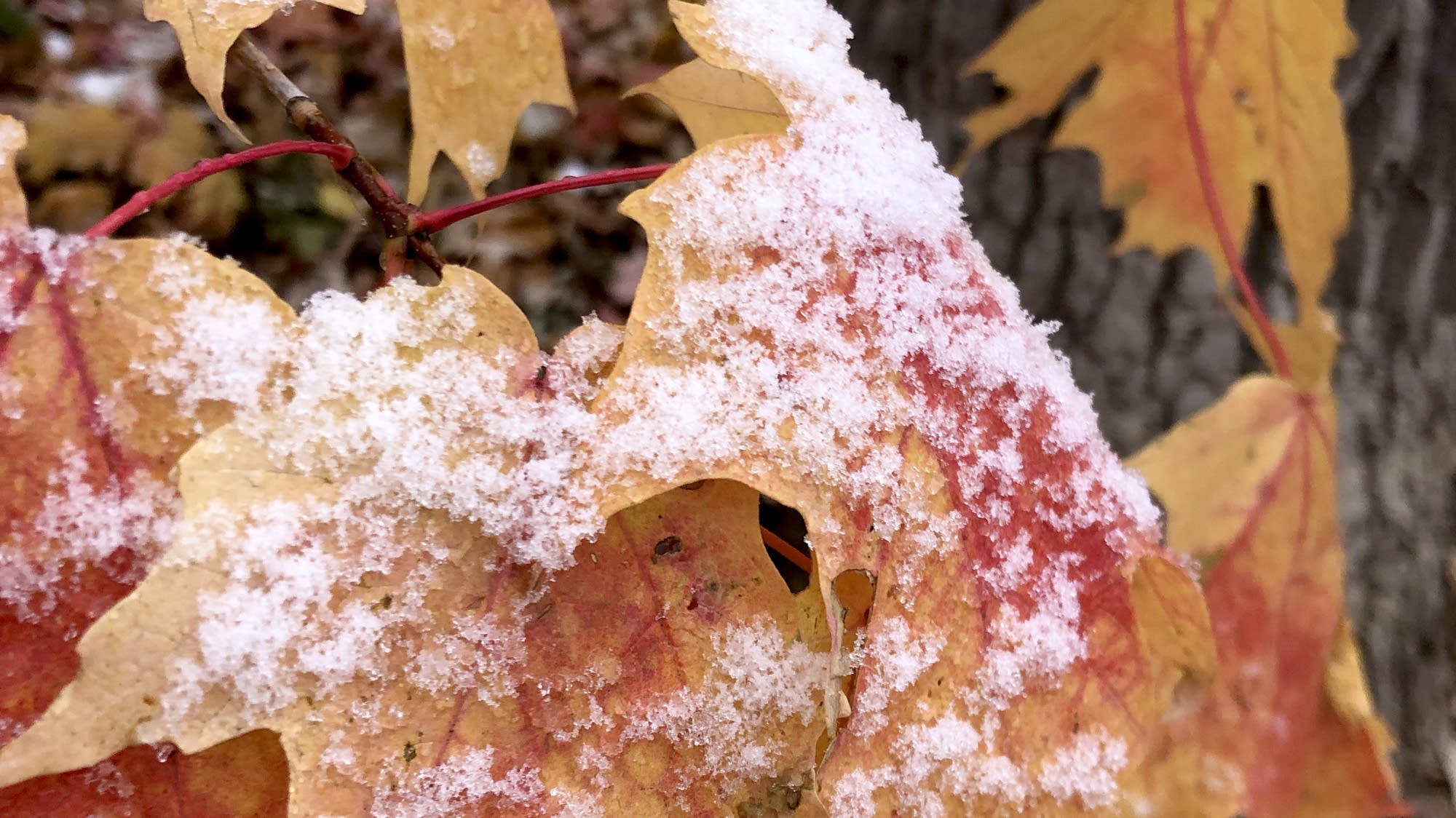 The first coating of snow greets much of Minnesota | MPR News