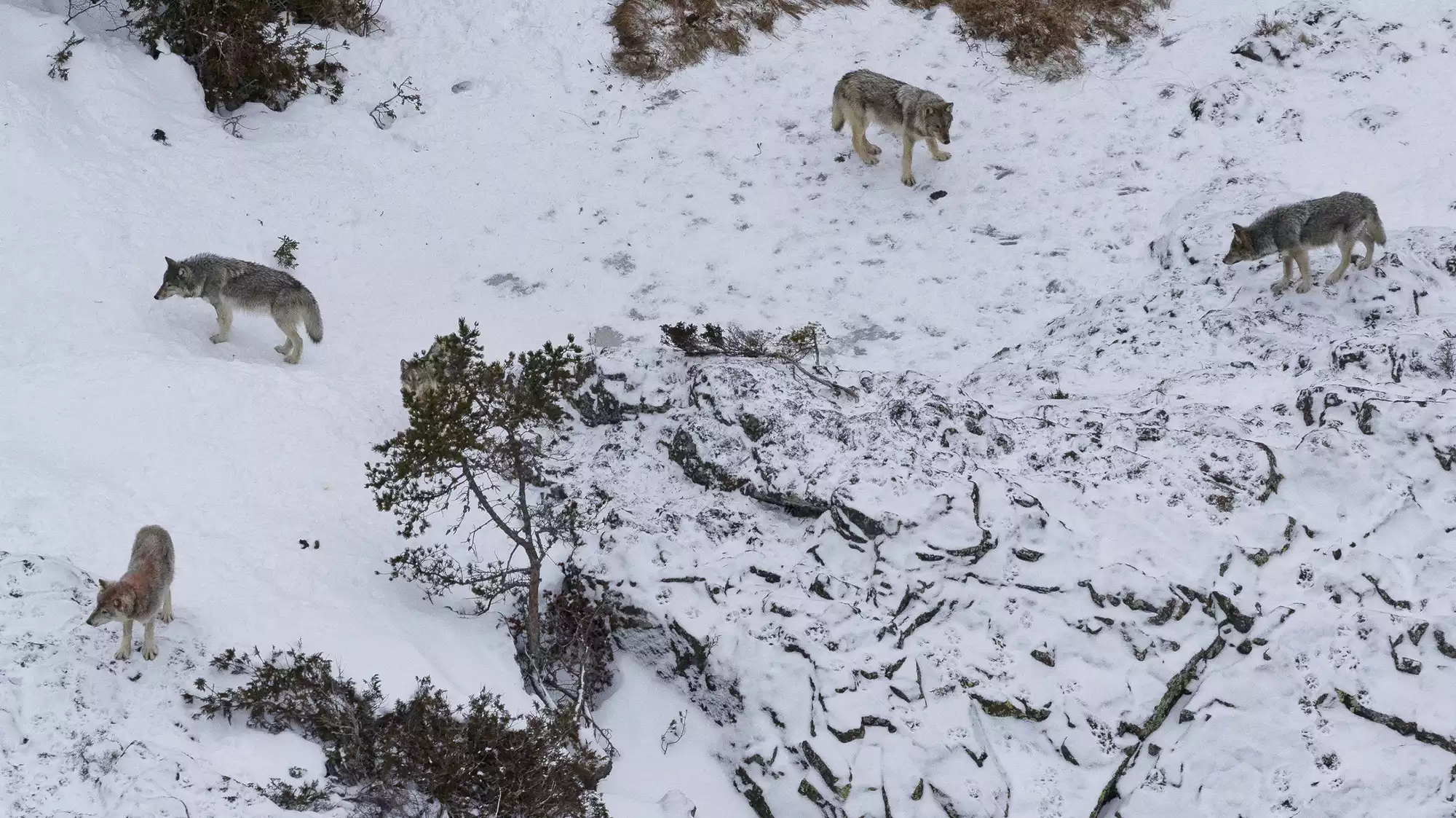 Isle Royale wolves continue recovery after nearly dying out, while park ...