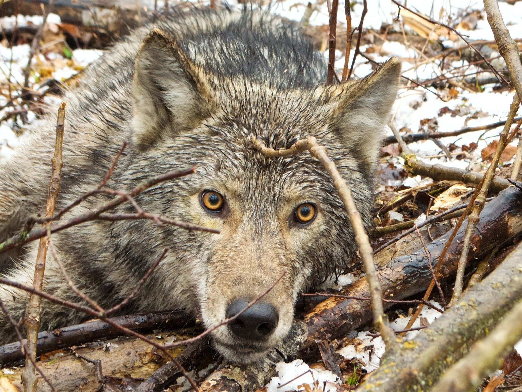 Patience is a virtue: How northern Minnesota wolves ambush their prey ...