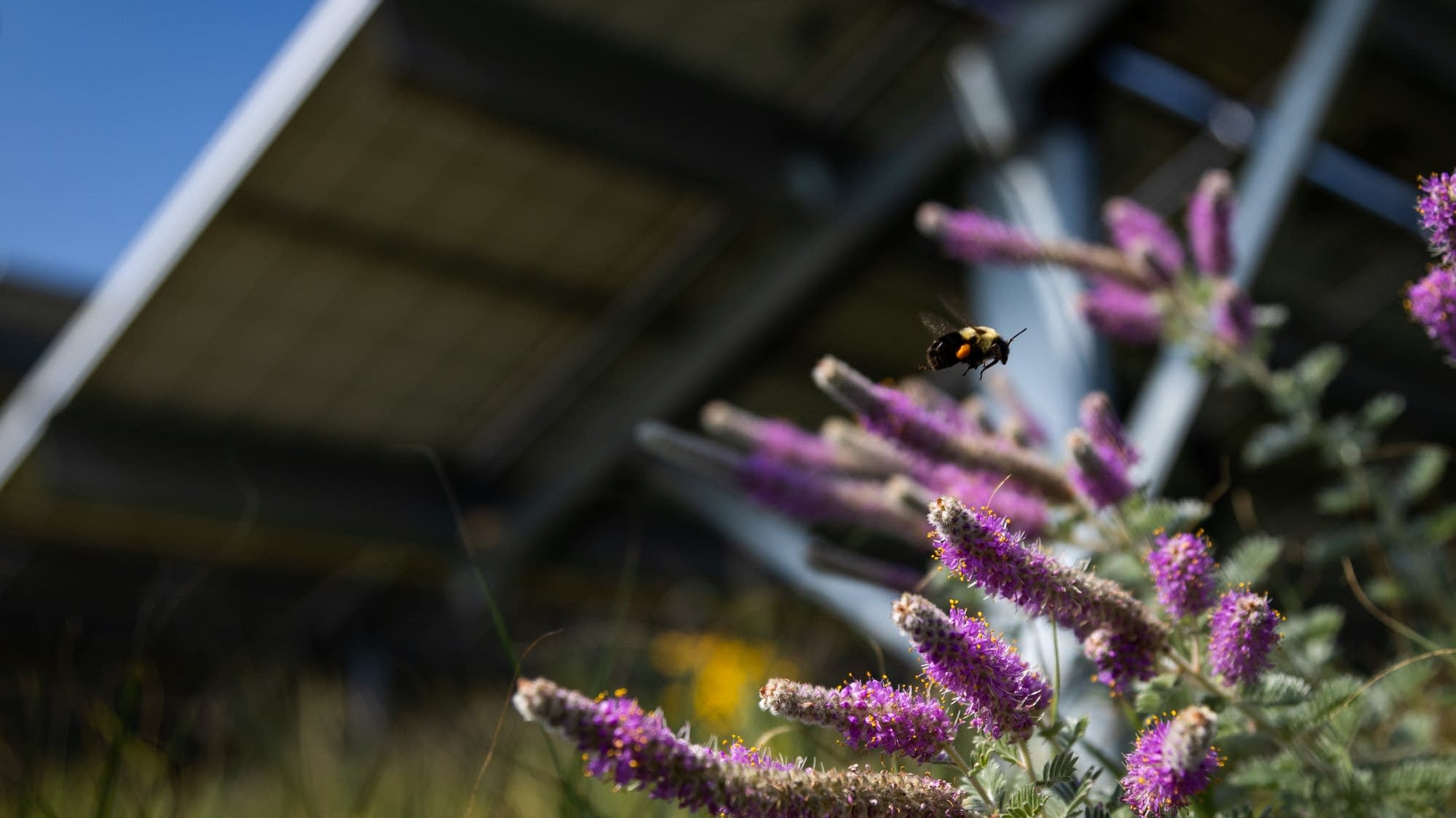 Listening to the birds and the bees to make solar farms more ...