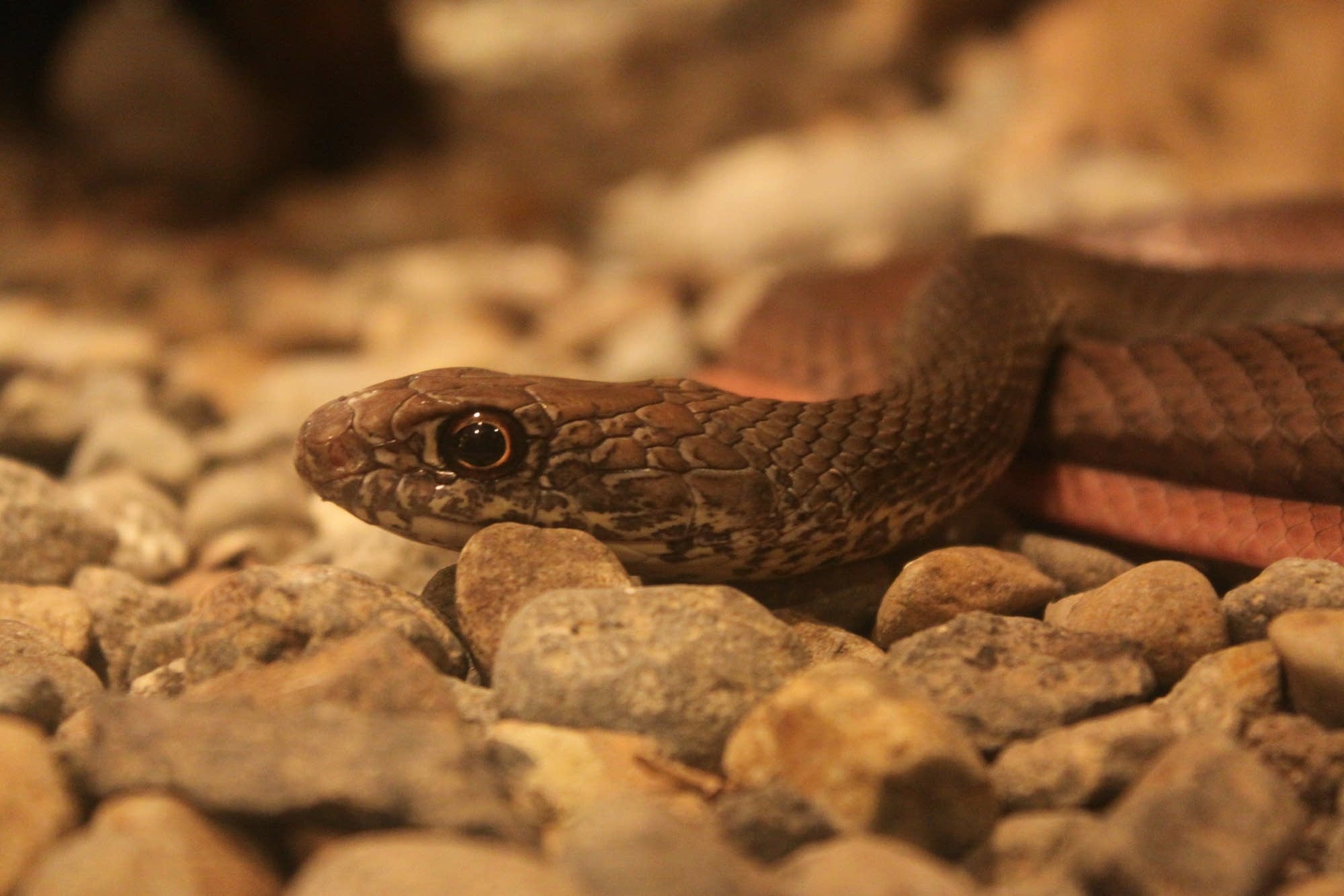 Coffee Snake: Name drops