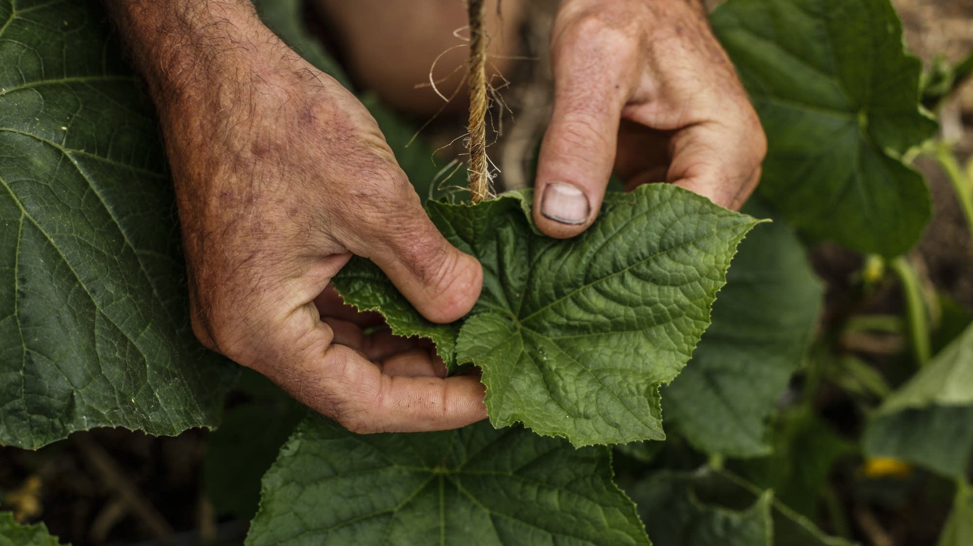 Grant program to help young Minnesota farmers proves popular | MPR News