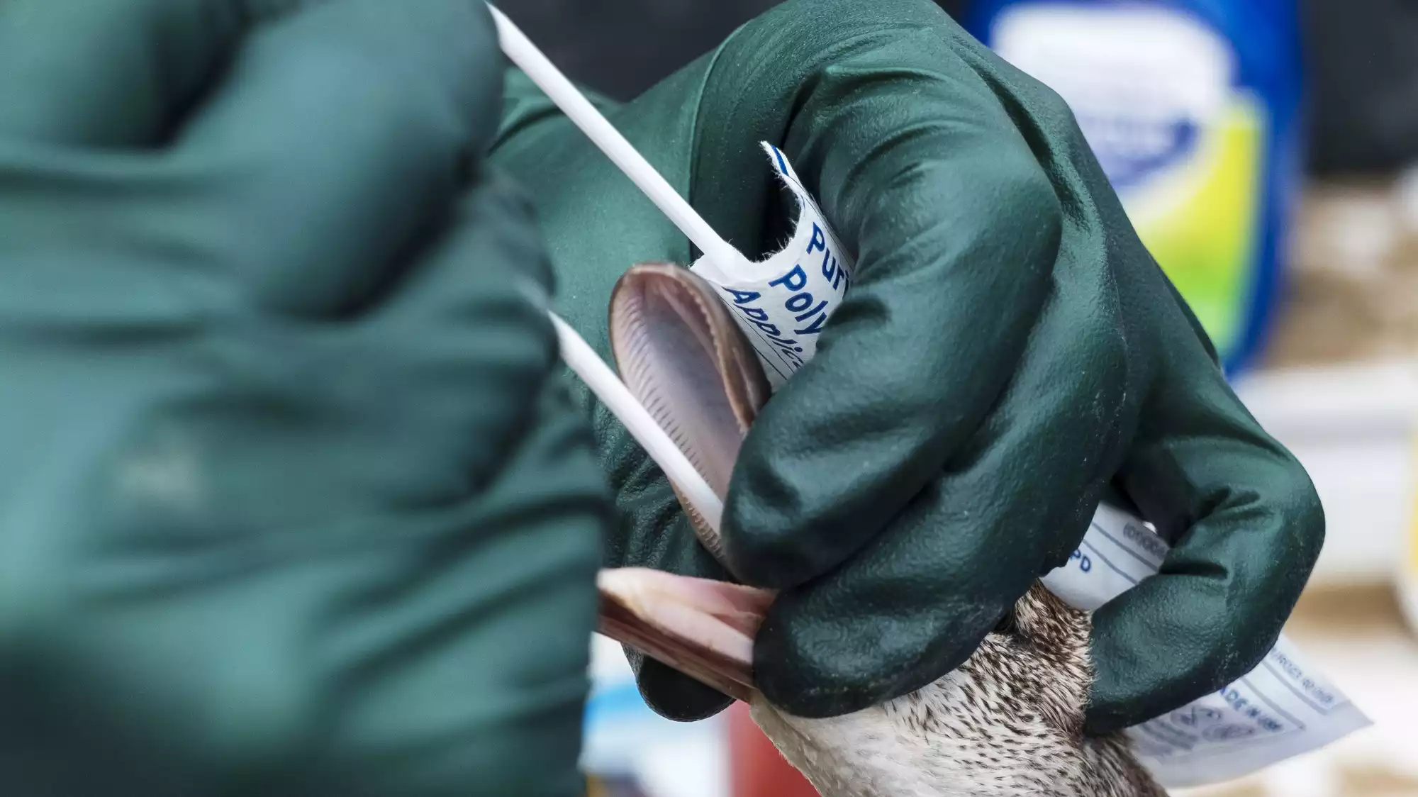 Update on bird flu in Minnesota as pathogen spills into other ...