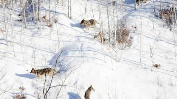 Number of wolves killed in MN and WI show different approaches to hunt ...