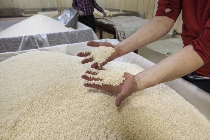 At the heart of brewing sake is koji, a mold | The Splendid Table