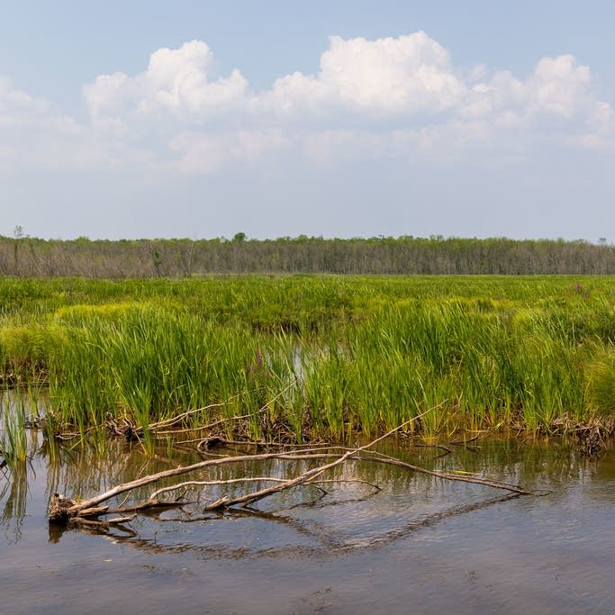 Salt Marsh Algae