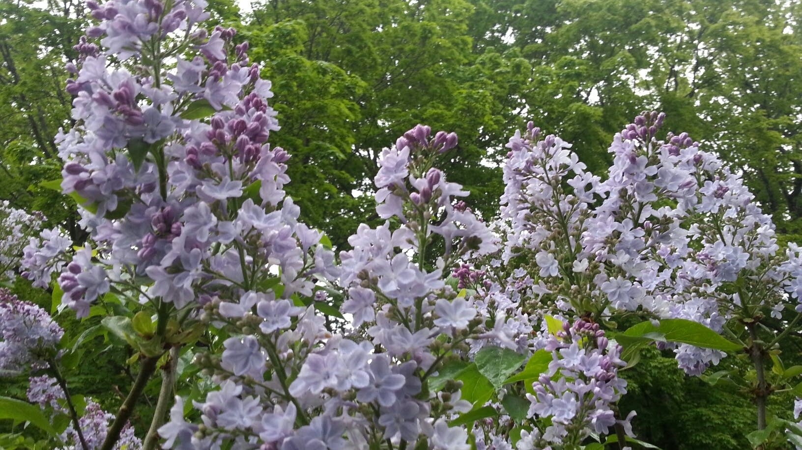 Astronomical spring arrives with 40s Thursday, roller coaster temps ...