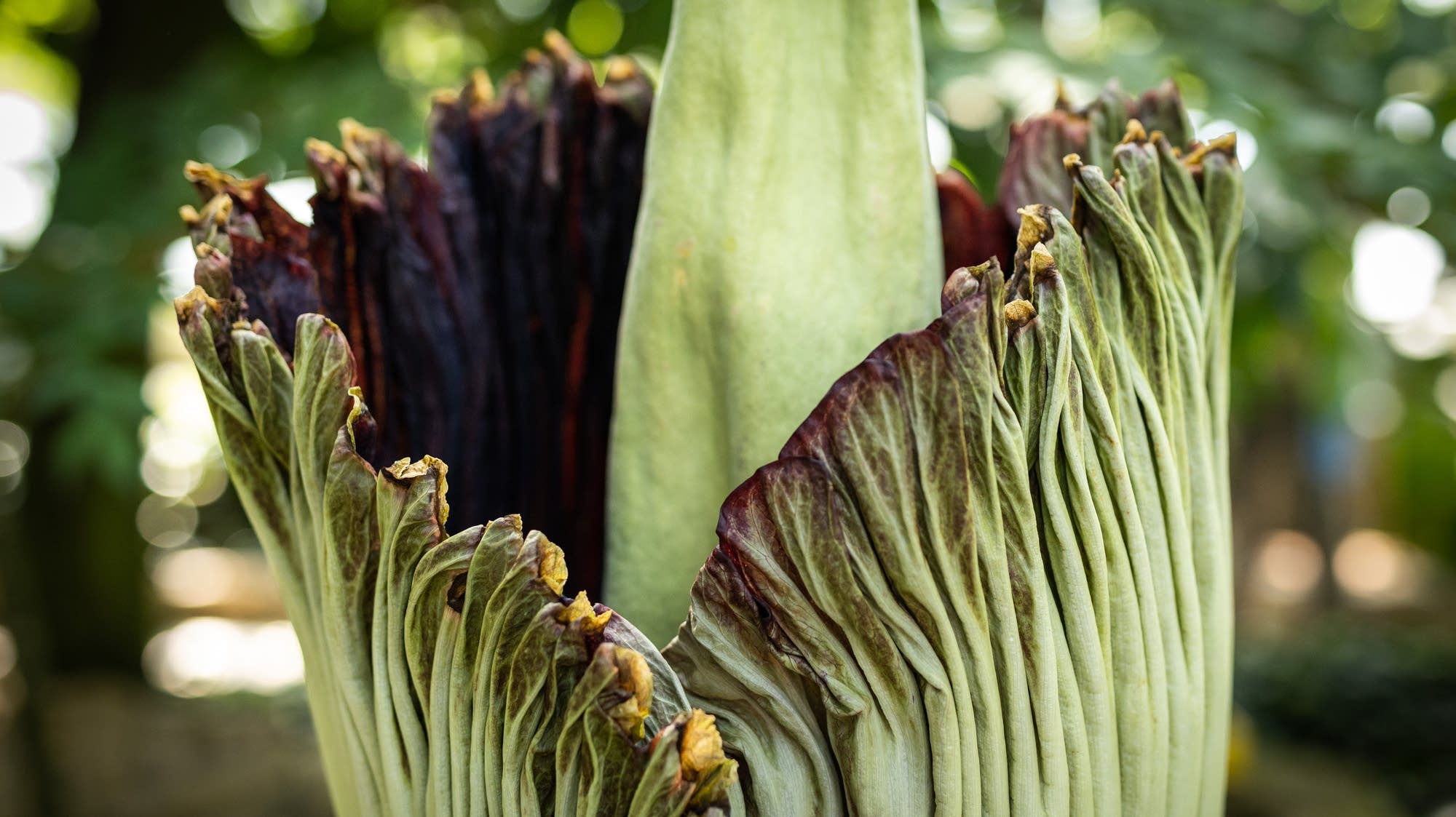 It’s happening! Rare corpse flower is blooming, stinking up Como Park ...