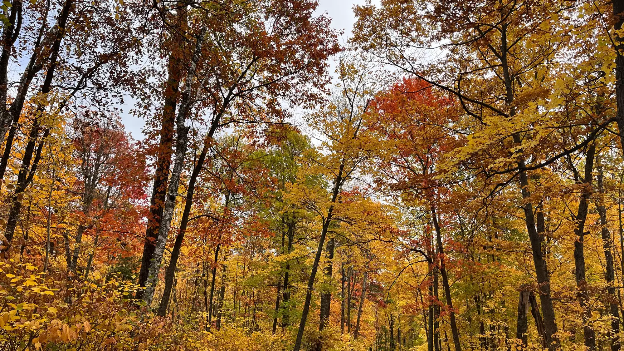 Don't leaf us this way: Most of Minnesota 'past peak' for fall colors ...